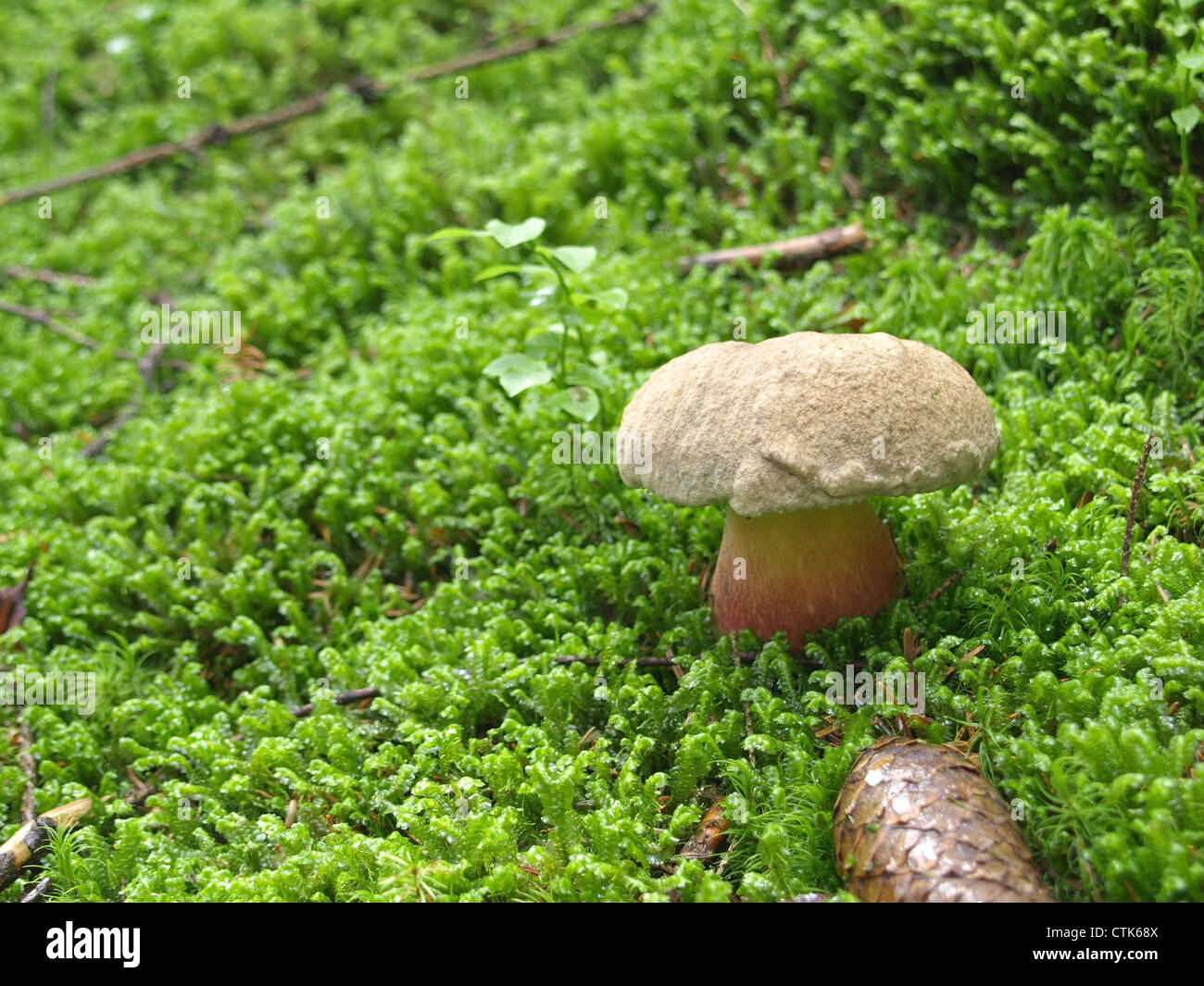 Bolet amer Banque de photographies et d’images à haute résolution - Alamy