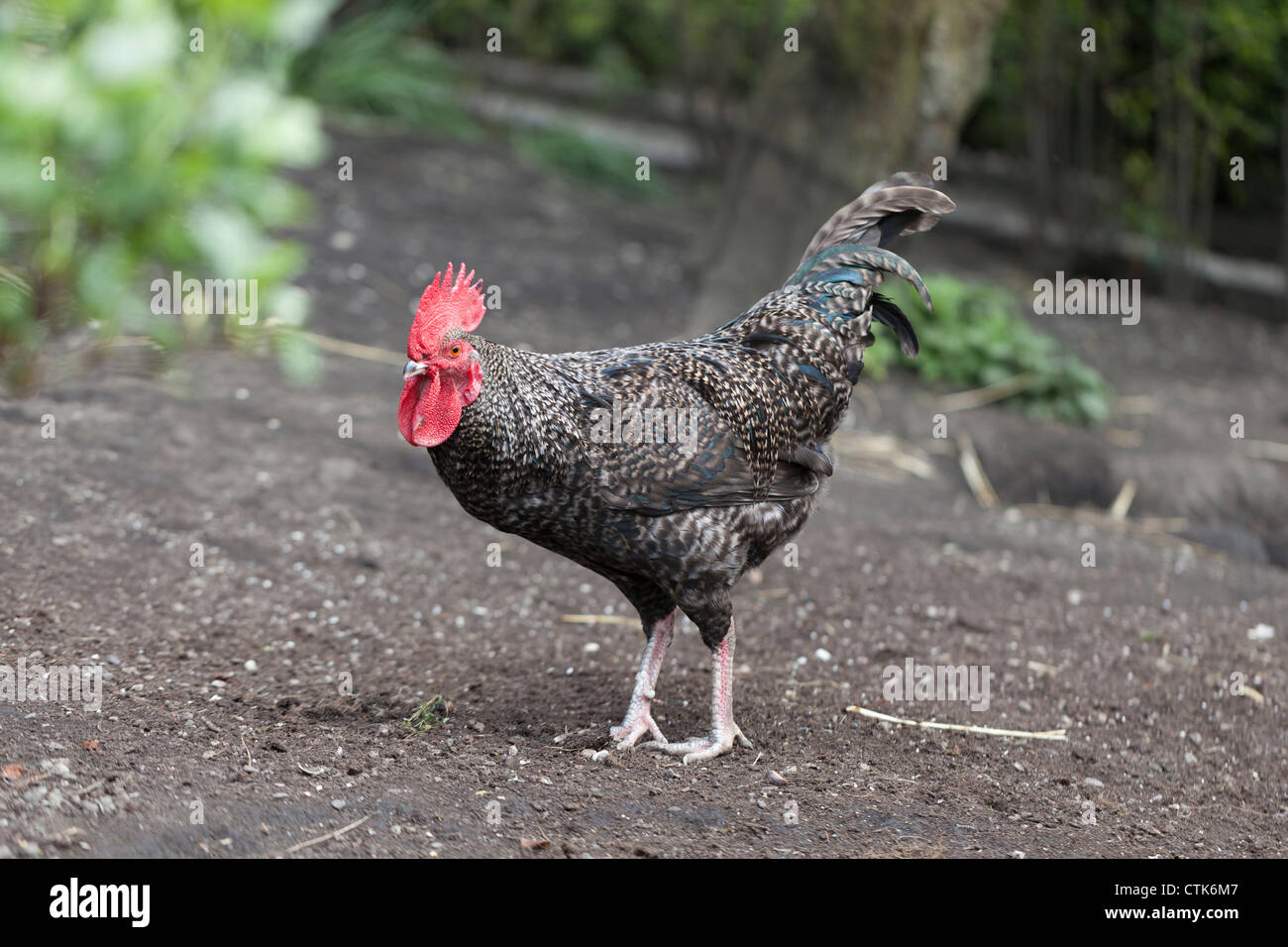 Basse cour et Banque de photographies et d’images à haute résolution ...