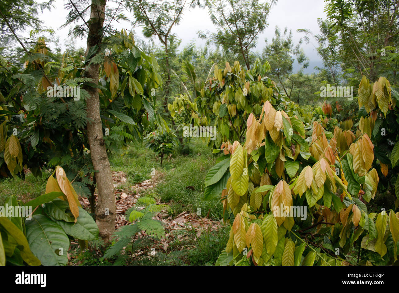 Plantation de cacao Banque de photographies et d’images à haute ...