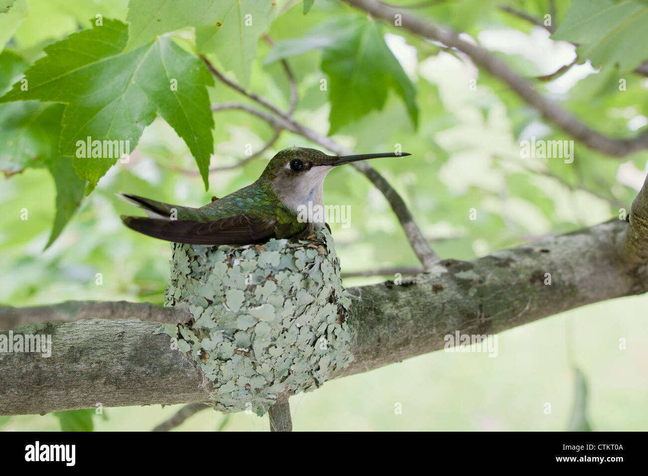 Colibri à gorge rubis sur son nid Photo Stock - Alamy