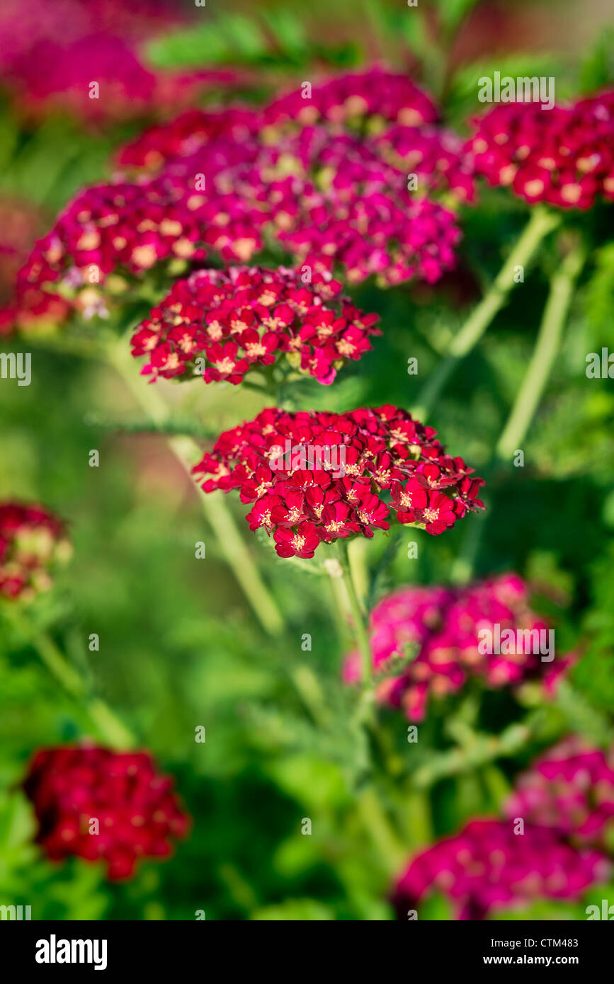 Plante vivace rouge Banque de photographies et d’images à haute ...