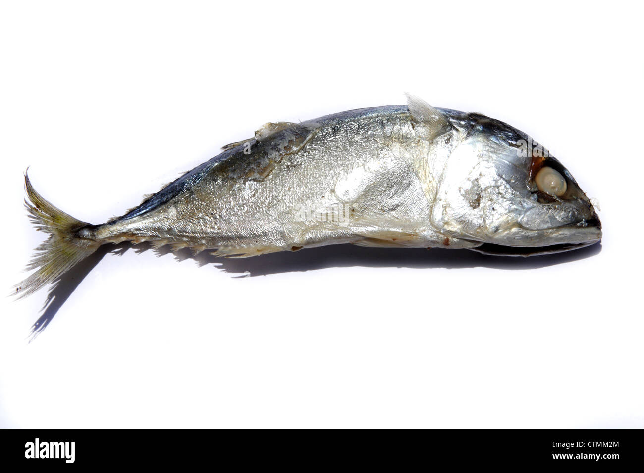 Poisson maquereau Banque d'images détourées - Alamy