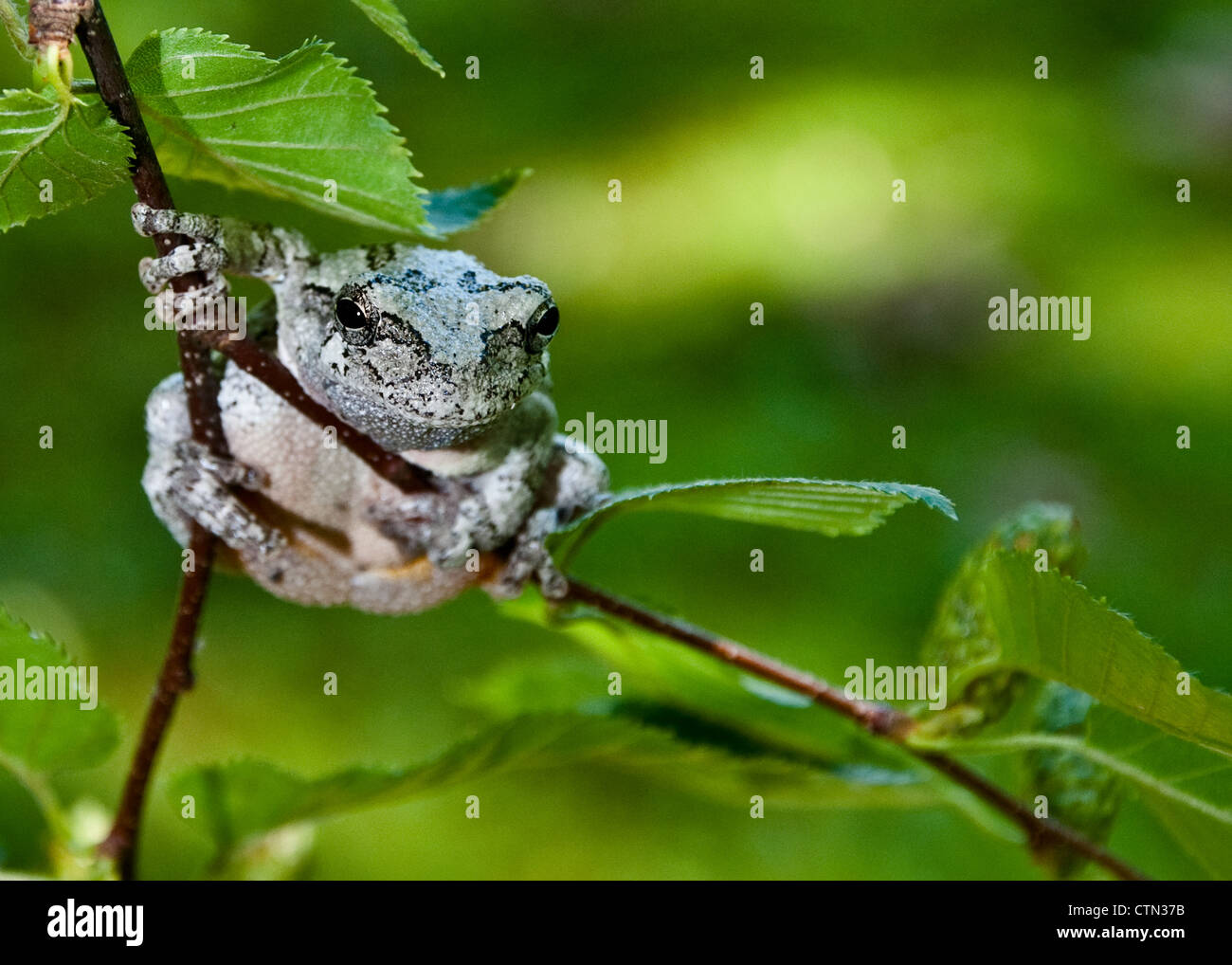 Amphibien hyla versicolor Banque de photographies et d’images à haute ...