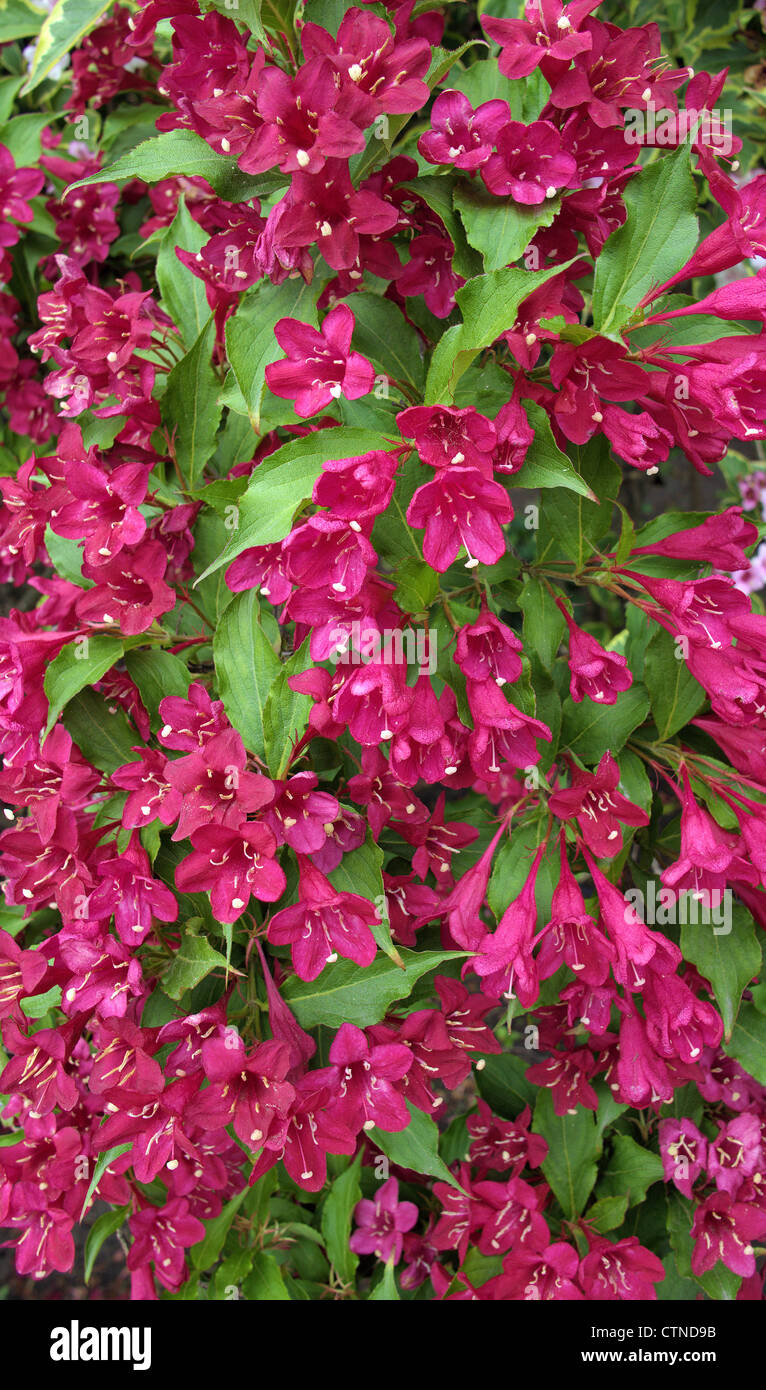 Fleur rouge arbuste Weigela Photo Stock - Alamy