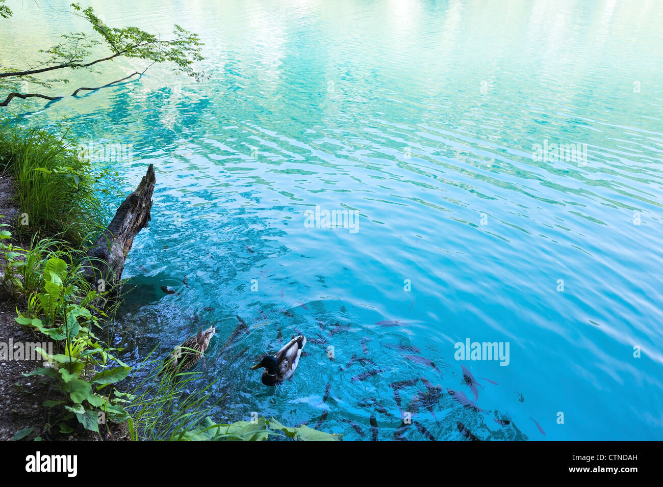 Banc de petits poissons et de couple de canards sauvages dans azure ...