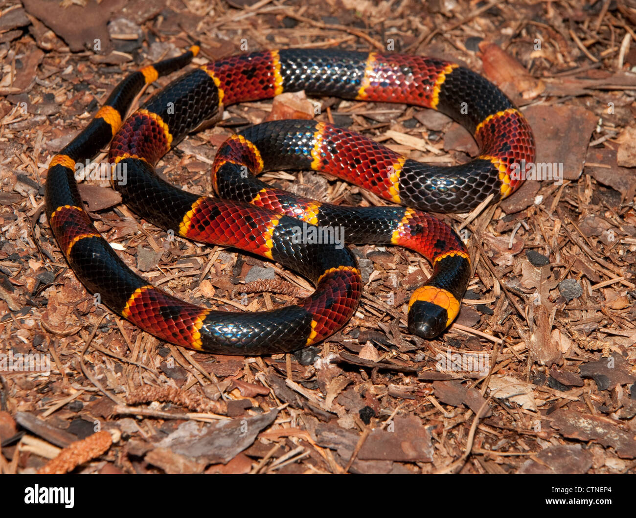 Eastern coral snake Banque de photographies et d’images à haute ...