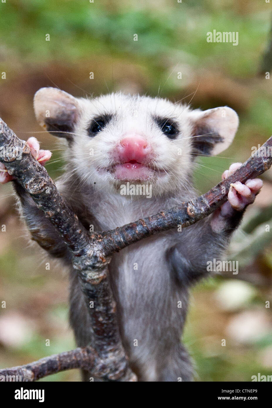 The opossum Banque de photographies et d’images à haute résolution - Alamy