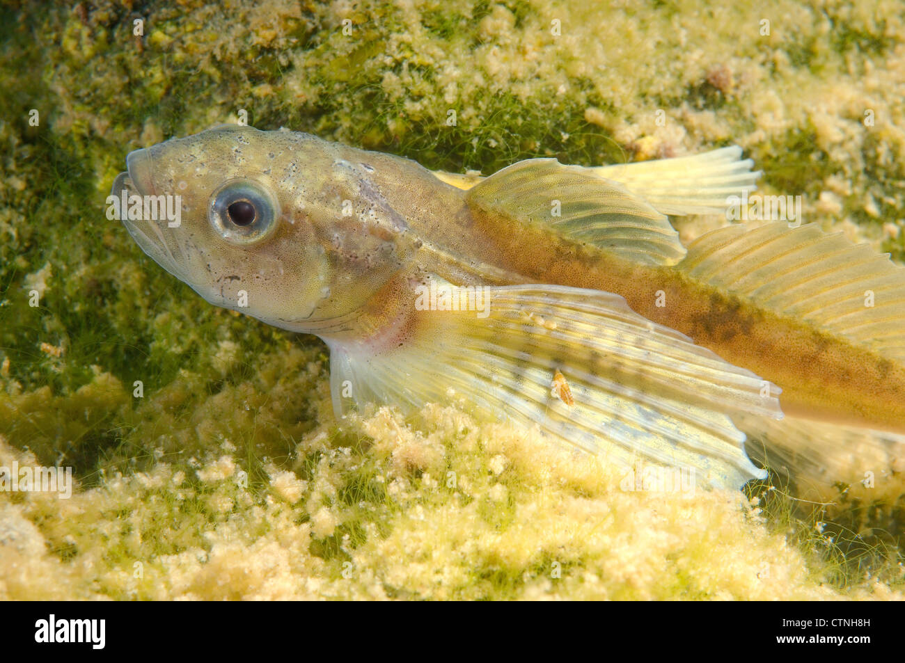 Poisson chabot Banque de photographies et d’images à haute résolution ...