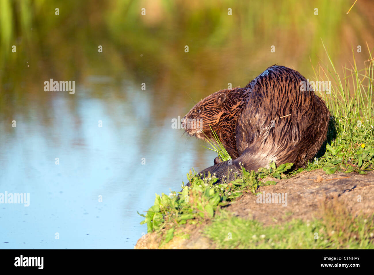 Beaver tail castor fiber Banque de photographies et d’images à haute ...