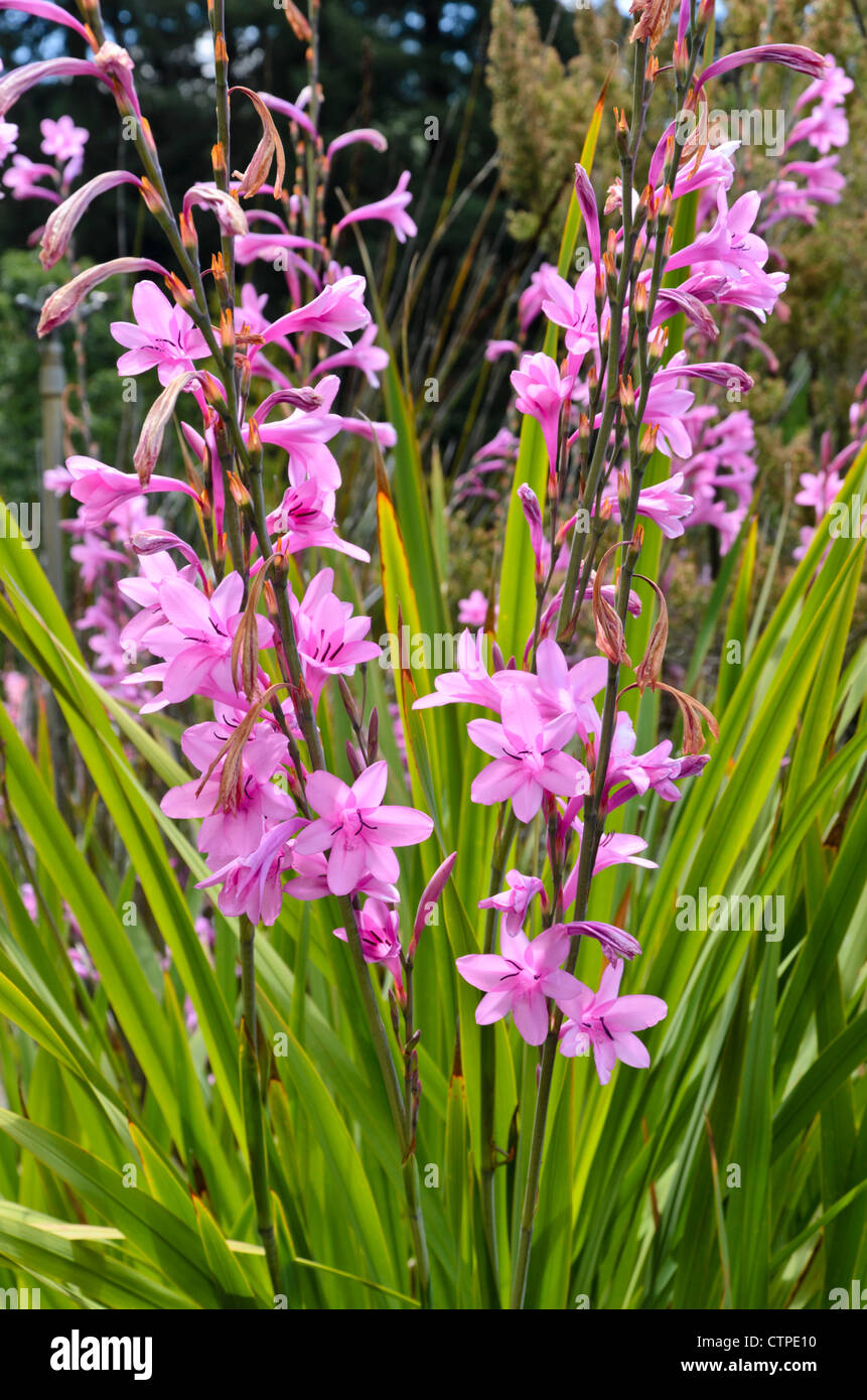 Watsonia flower Banque de photographies et d’images à haute résolution ...