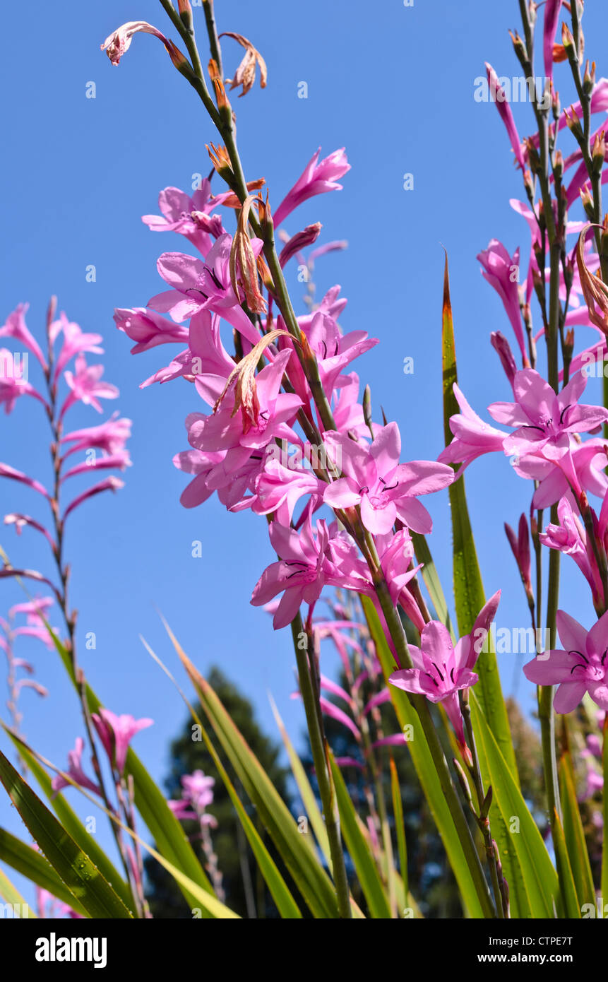 Watsonia flower Banque de photographies et d’images à haute résolution ...