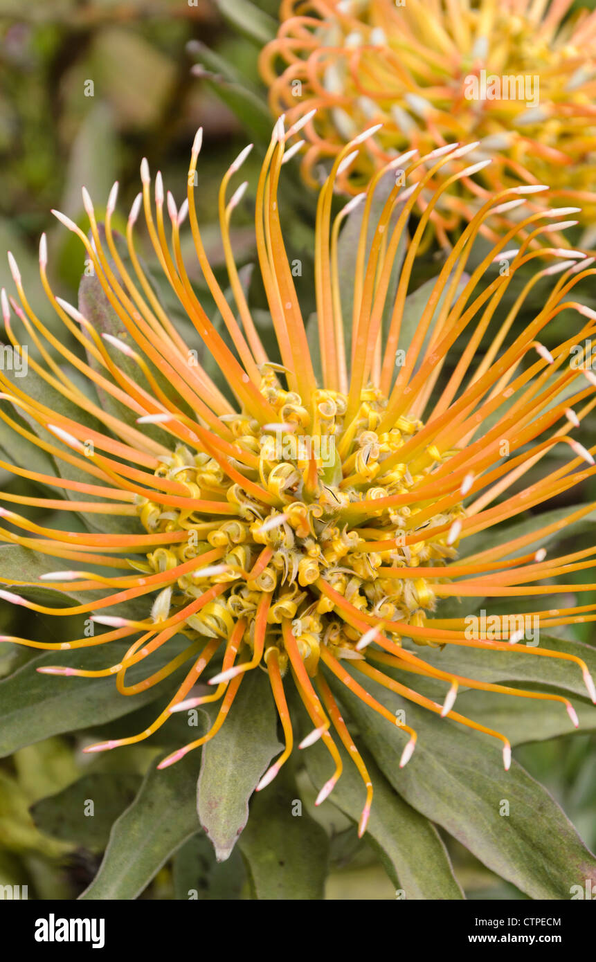 Catherine wheel Banque de photographies et d’images à haute résolution ...