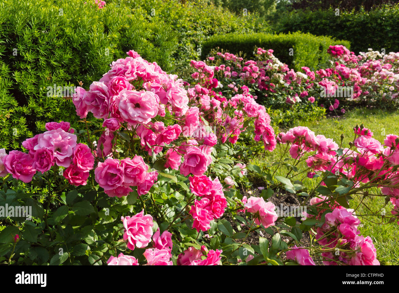 Jardin de roses Banque de photographies et d’images à haute résolution ...