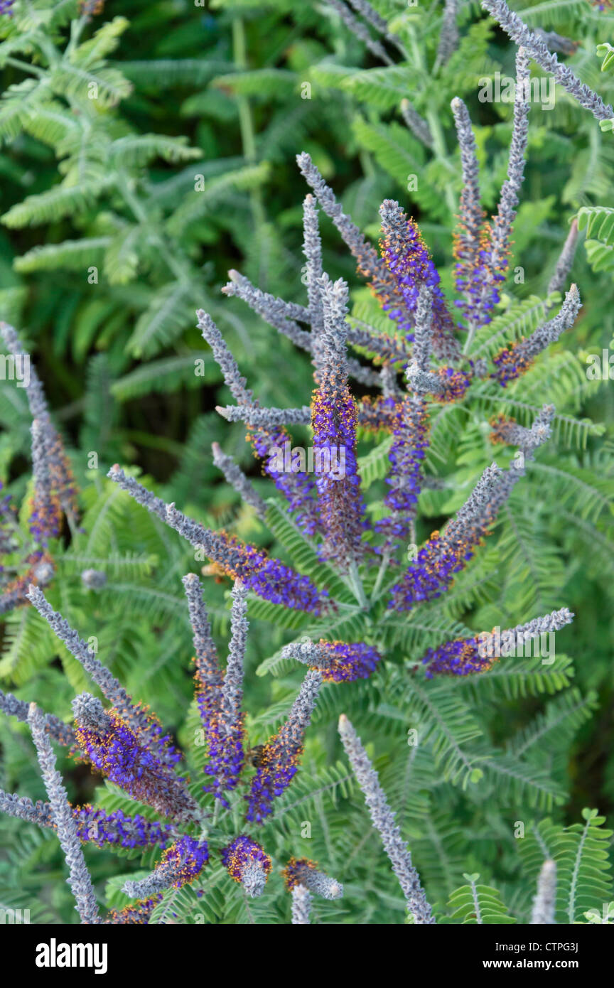 Amorpha canescens Banque de photographies et d’images à haute ...