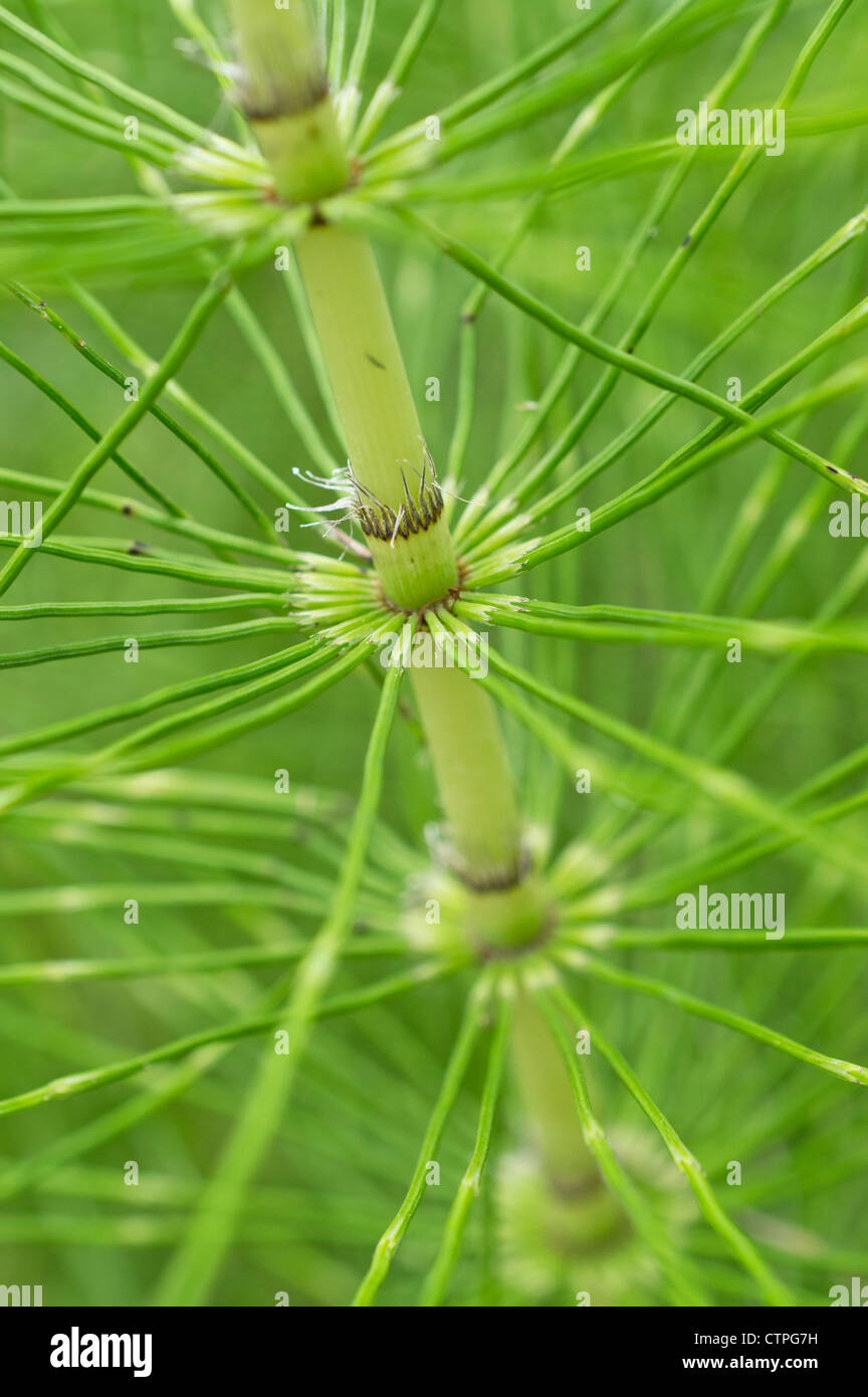 Prêles géants Banque de photographies et d’images à haute résolution ...