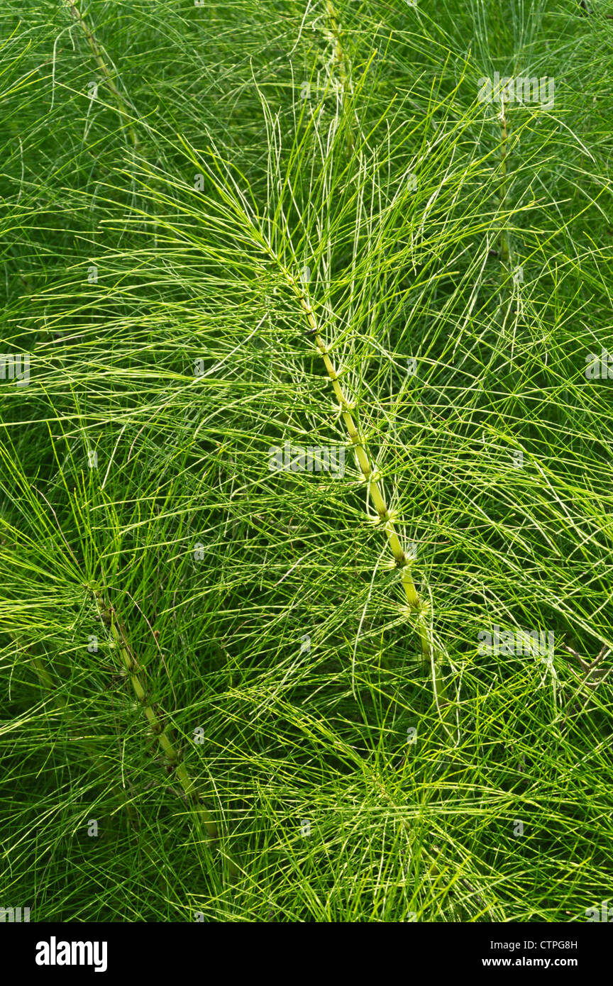 La prêle géante (equisetum telmateia Photo Stock - Alamy