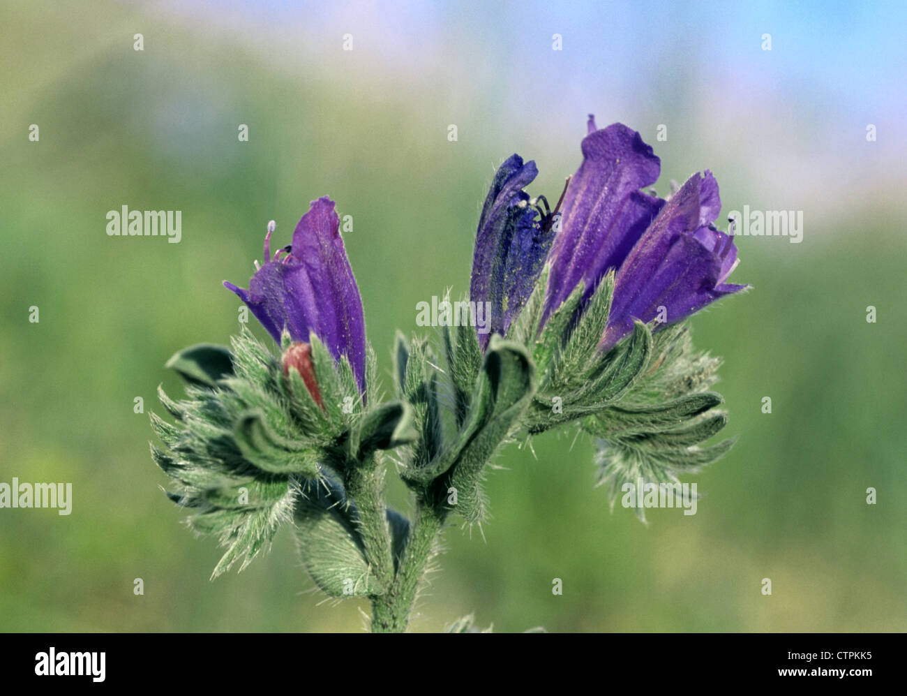 Purple vipers bugloss echium plantagineum Banque de photographies et d ...