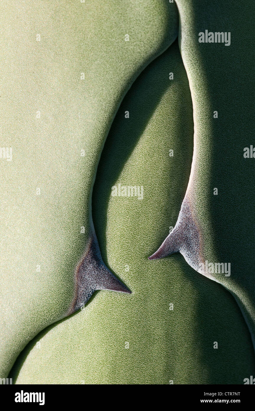 Agave altissima Banque de photographies et d’images à haute résolution ...