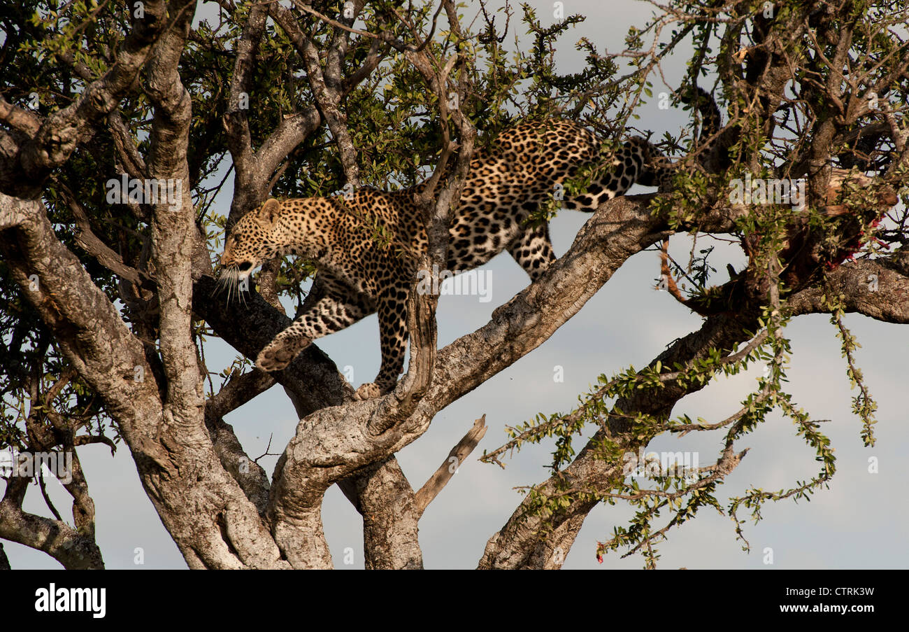 Leopard dans un arbre avec sa tuer à la première lumière Photo Stock ...