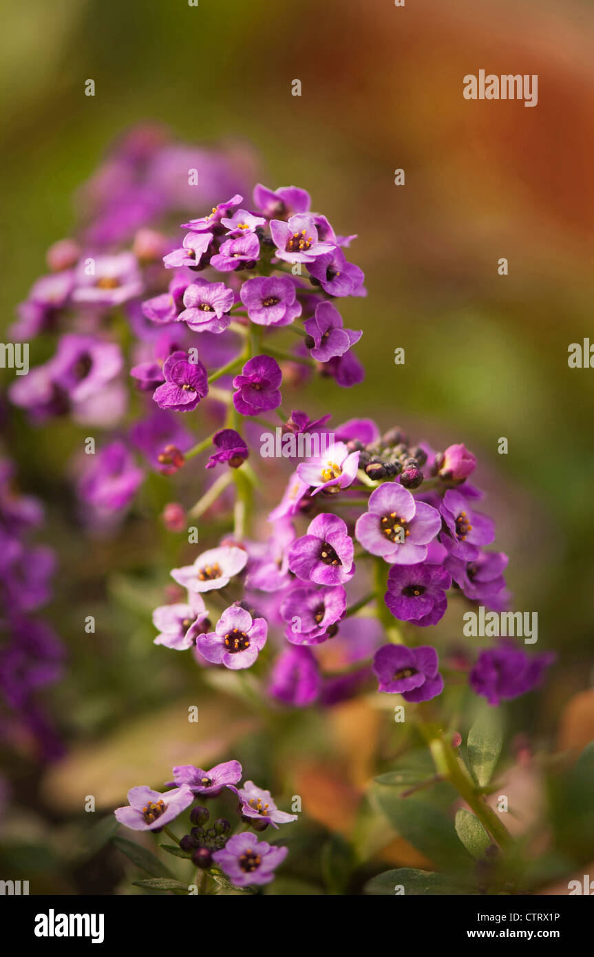 Purple flowers of sweet alyssum Banque de photographies et d’images à ...