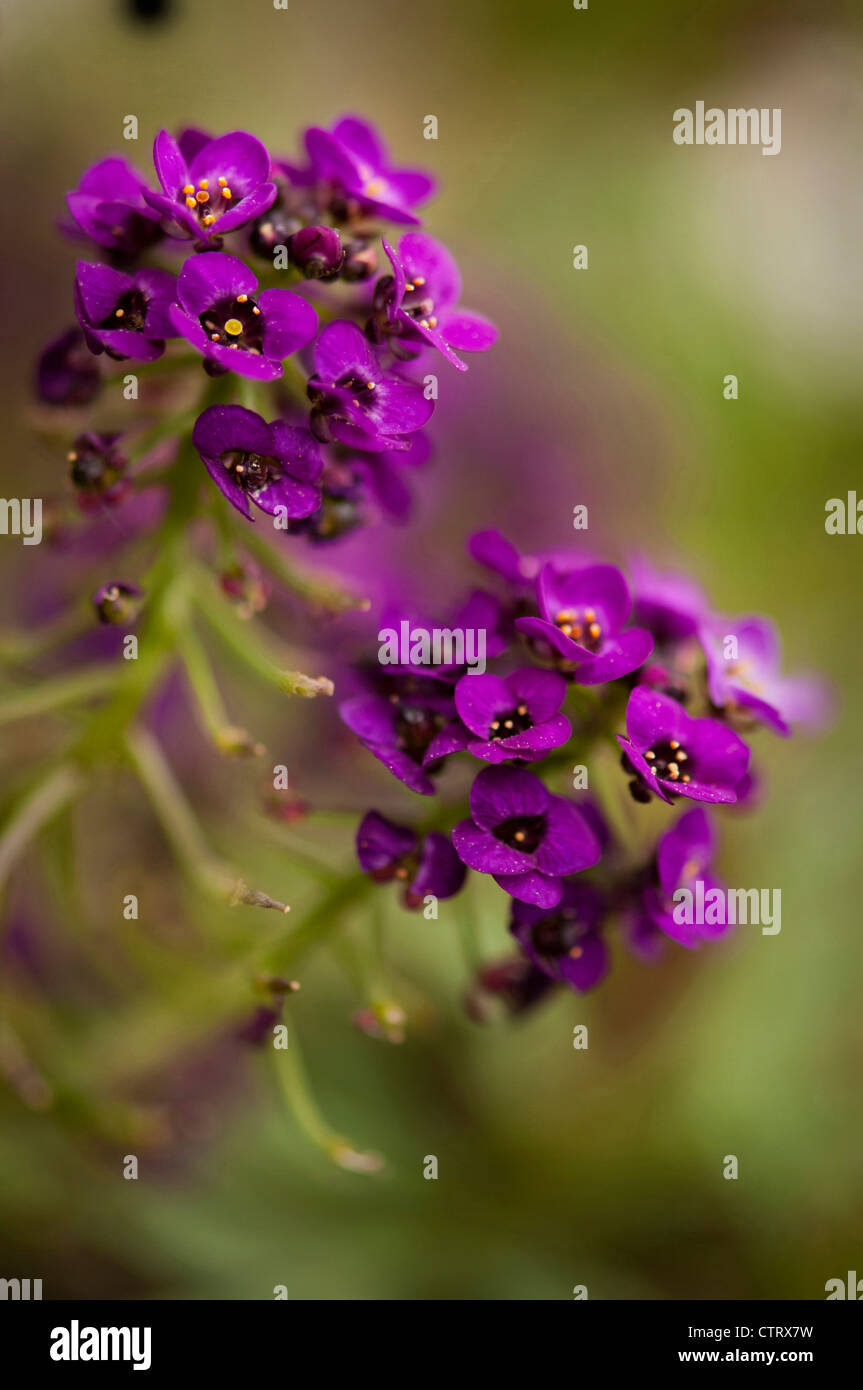 Purple flowers of sweet alyssum Banque de photographies et d’images à ...