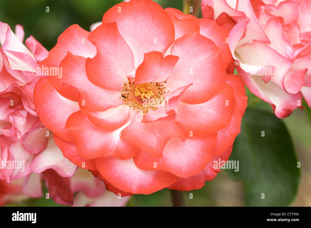 Hannah gordon rose Banque de photographies et d’images à haute ...