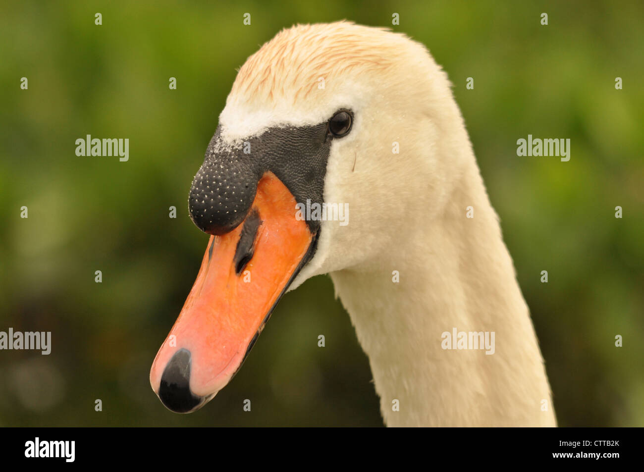Profil du cygne Banque de photographies et d’images à haute résolution - Alamy