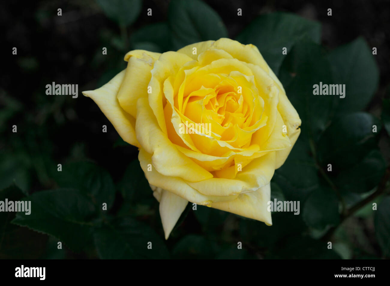 Rose hybride jaune Banque de photographies et d’images à haute ...