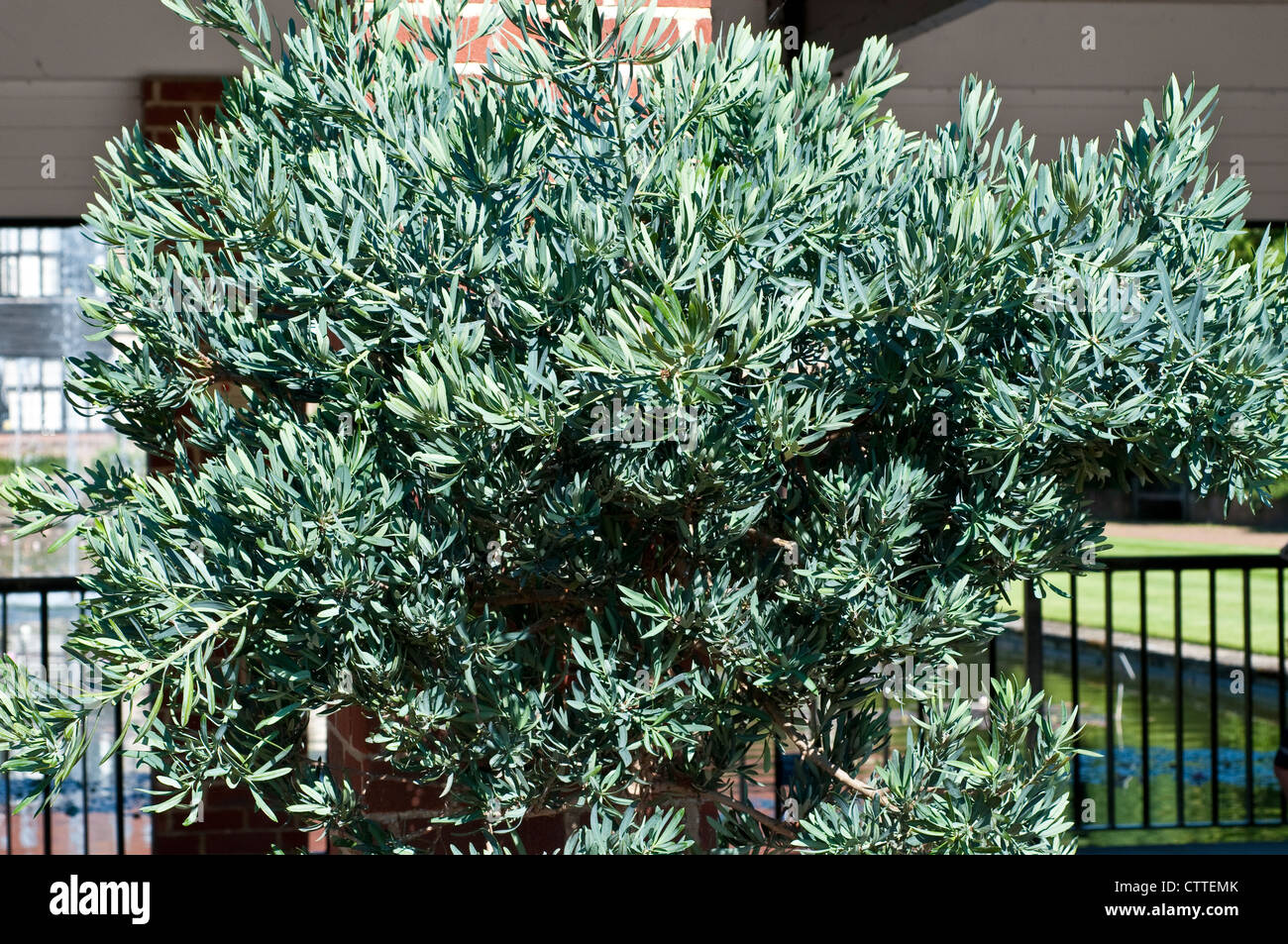 Puce bleue Banque de photographies et d’images à haute résolution - Alamy