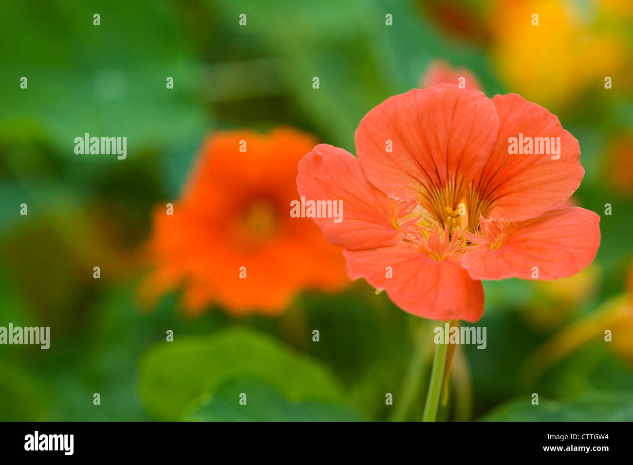 Fleur de capucine et abeille Banque de photographies et d’images à ...