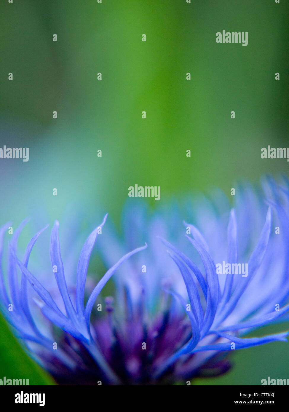 Le bleuet centaurea cyanus l Banque de photographies et d’images à ...