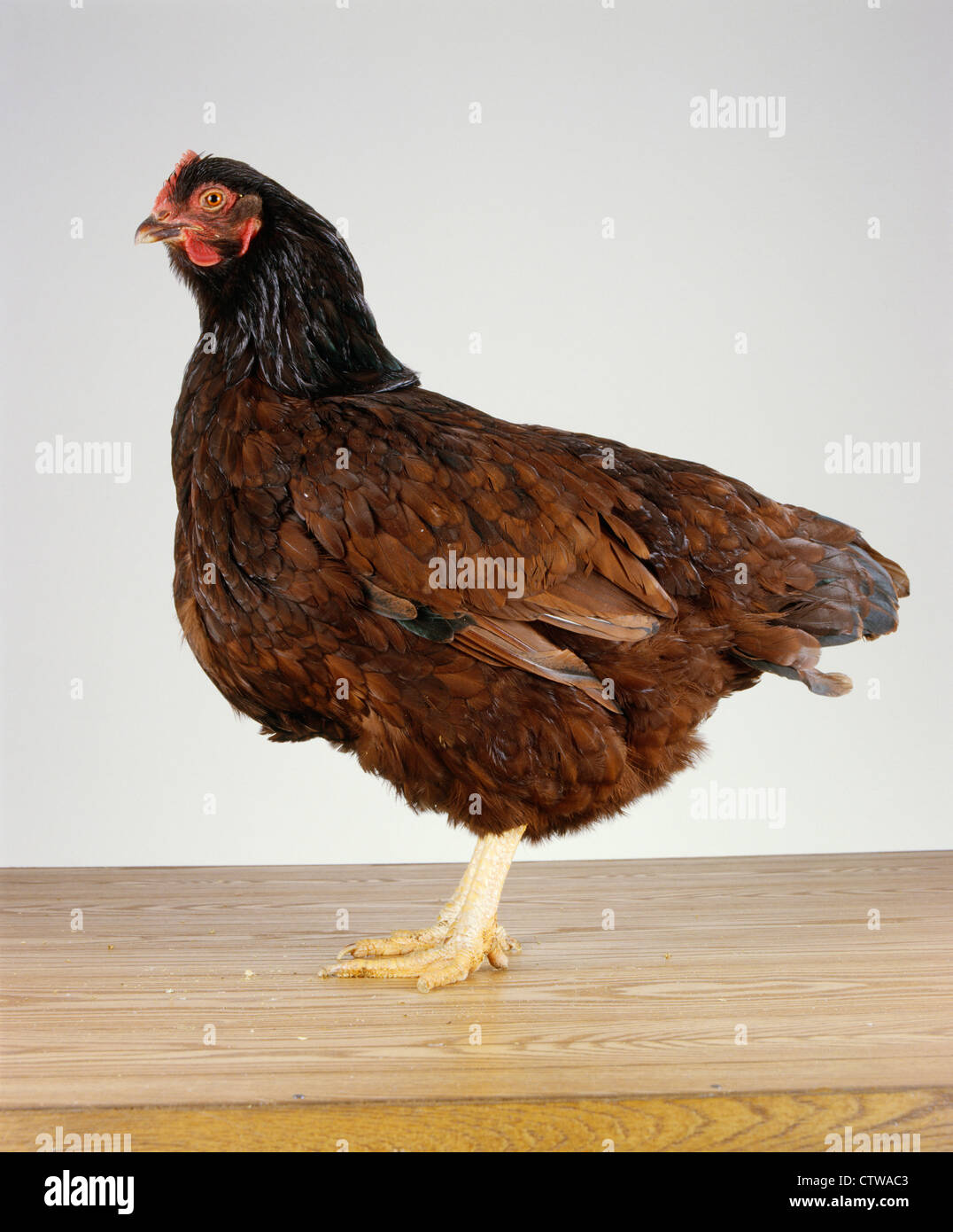 Rhode island red hen Banque de photographies et d’images à haute ...
