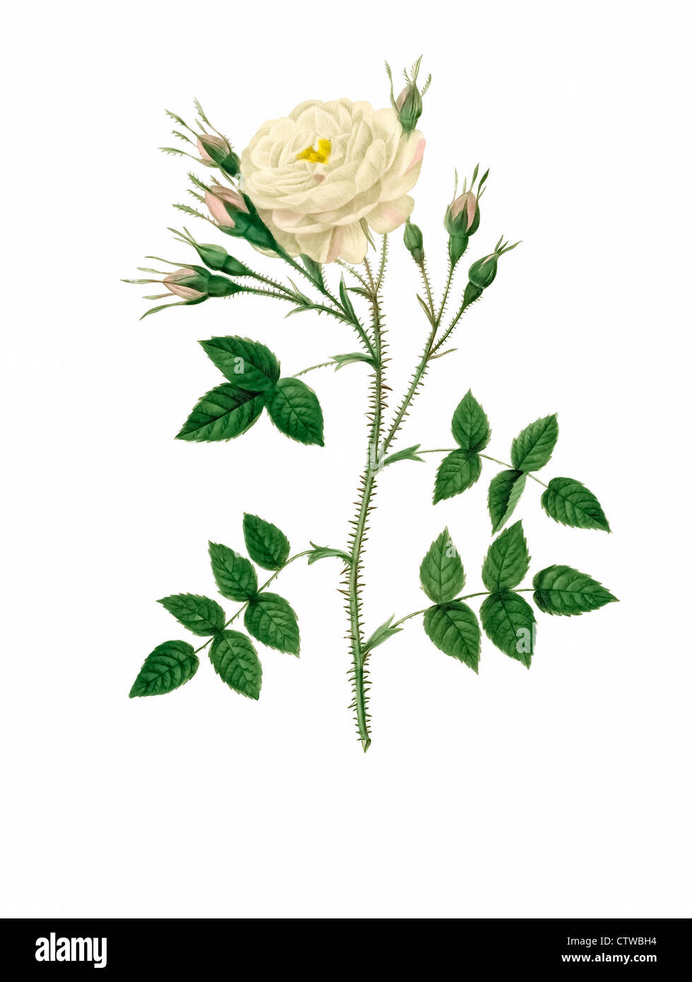 Illustration de rosa rosenbergiana (Rosier de Rosenberg Photo Stock - Alamy