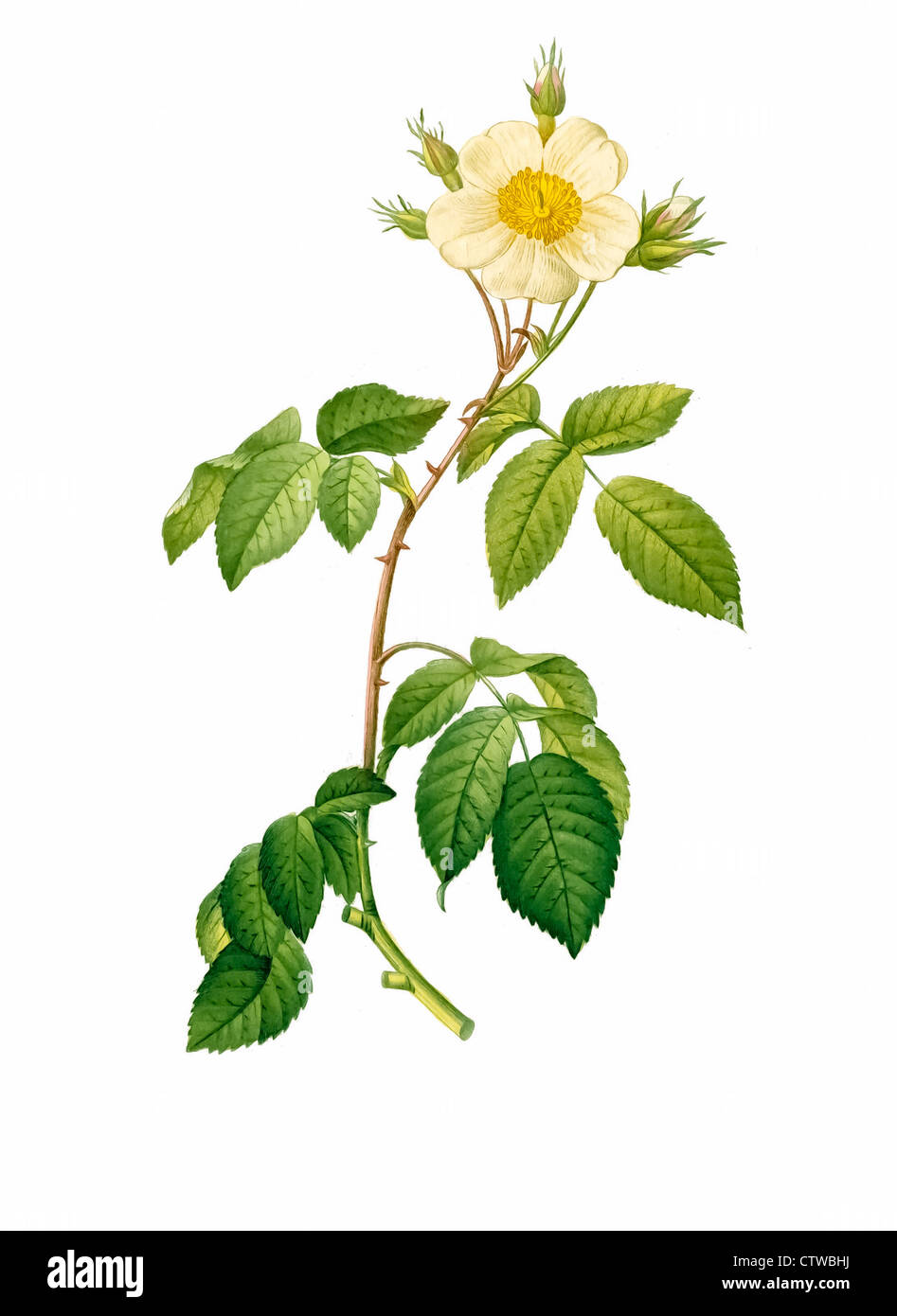 Illustration de rosa sempervirens latifolia (big-leaved rosier grimpant ...