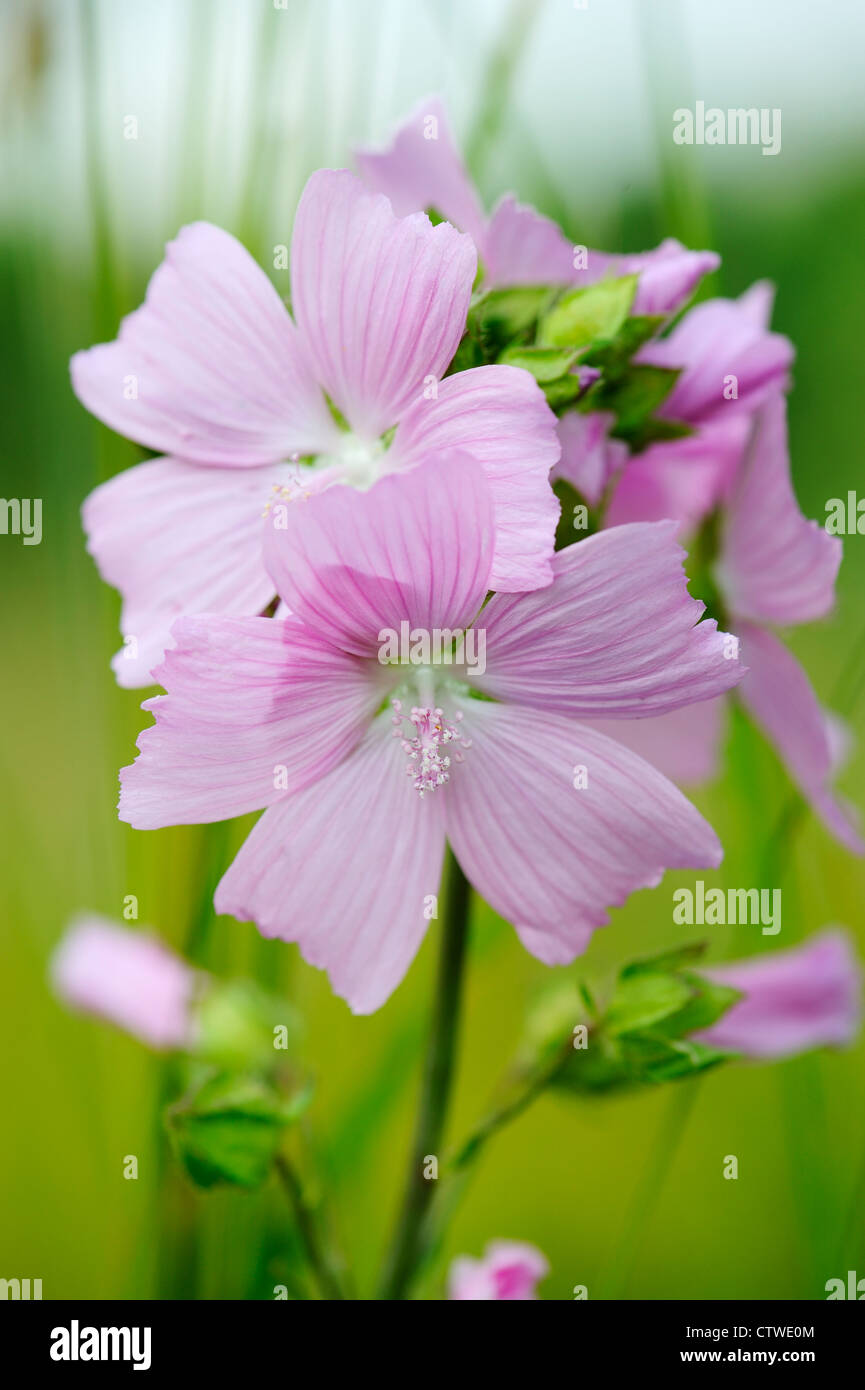 Low mallow Banque de photographies et d’images à haute résolution - Alamy