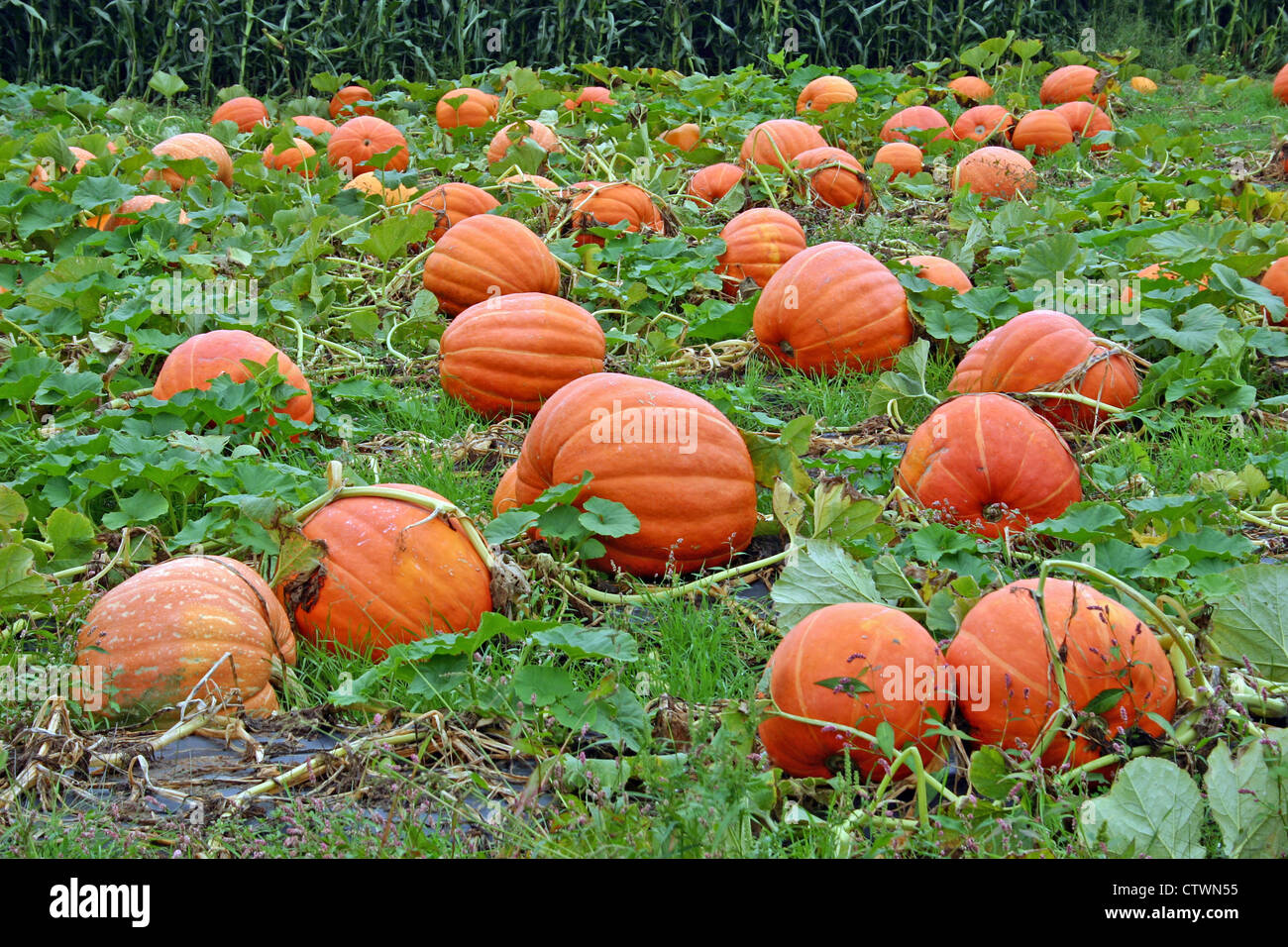 Champ de citrouille Banque de photographies et d’images à haute ...