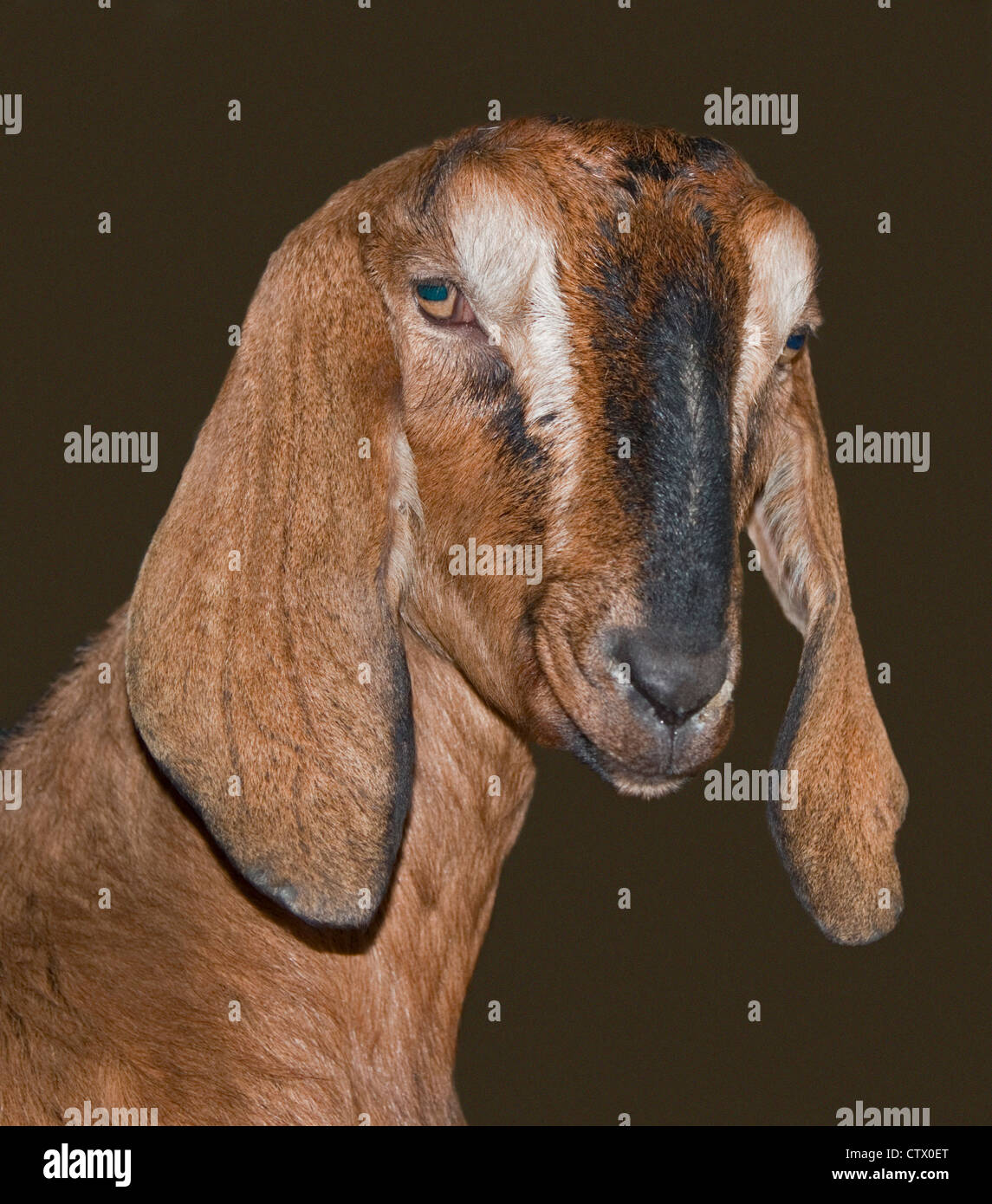 Anglo nubian goats Banque de photographies et d’images à haute ...