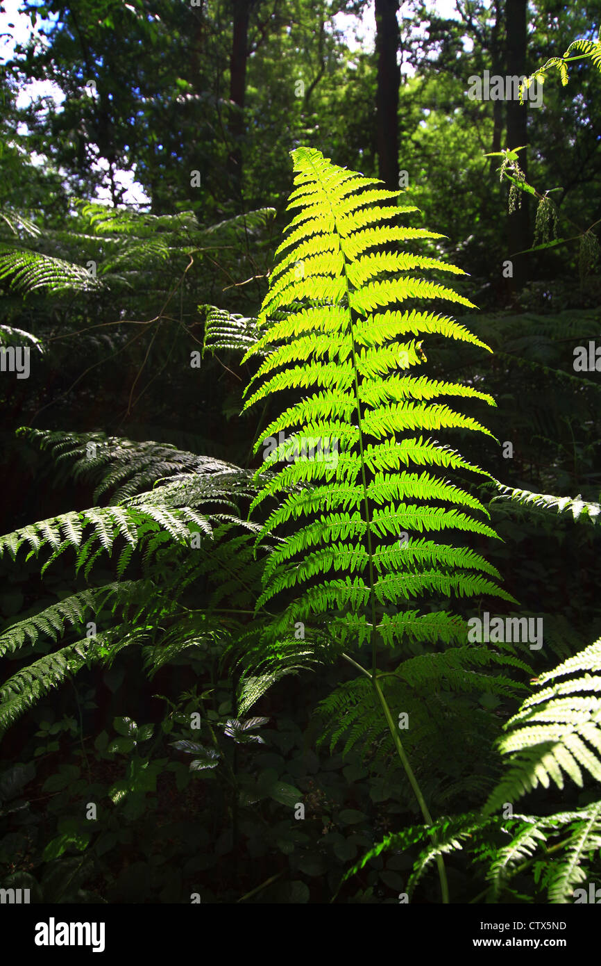 Vers intestinaux humain Banque de photographies et d’images à haute ...