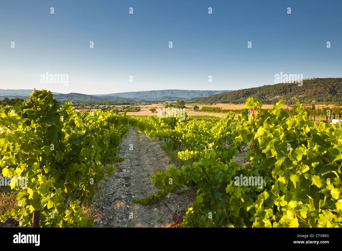 Vignoble provence Banque de photographies et d’images à haute ...