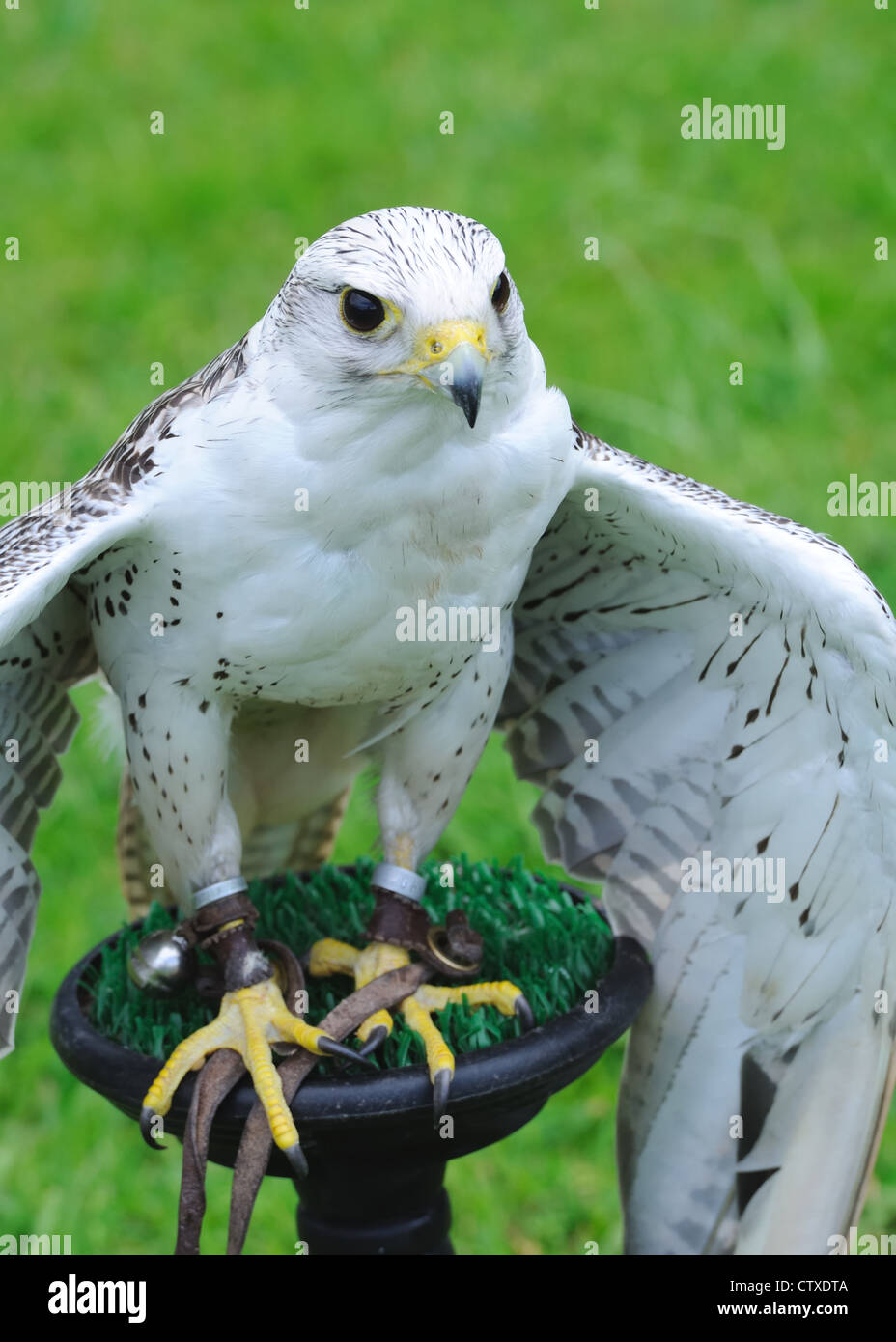 Le Plus Grand Rapace Banque d'image et photos - Alamy