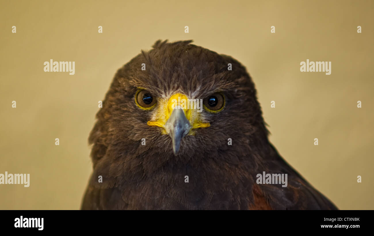 Grand oiseau de proie Banque de photographies et d’images à haute ...