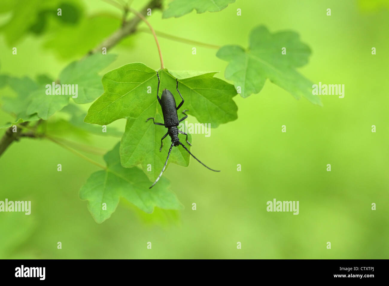 Coléoptères capricorne Banque de photographies et d’images à haute ...