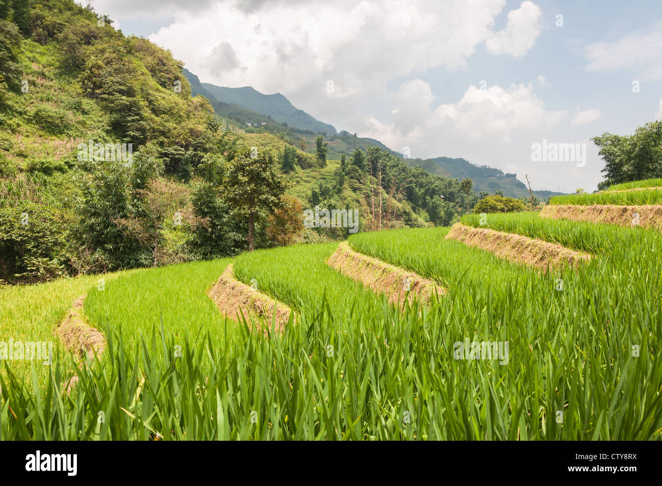 Rizière en terrasse Banque de photographies et d’images à haute ...