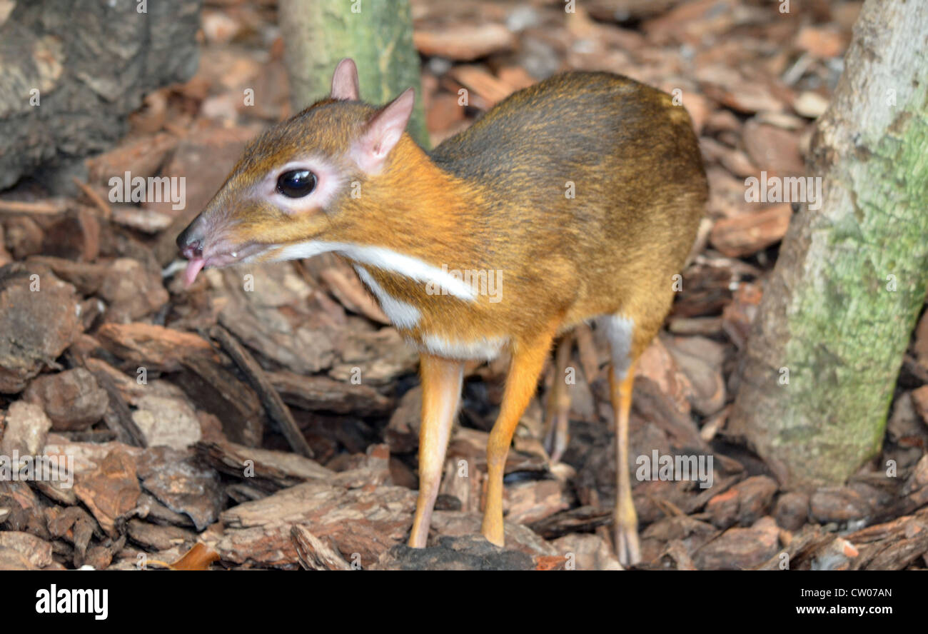 Mouse deer chevrotain Banque de photographies et d’images à haute ...
