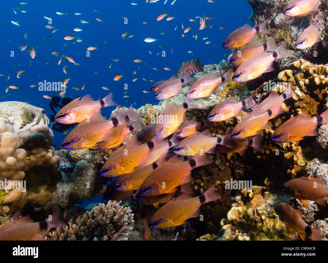 Coral Reef scène - Orange Poisson cardinal dans une petite école près ...