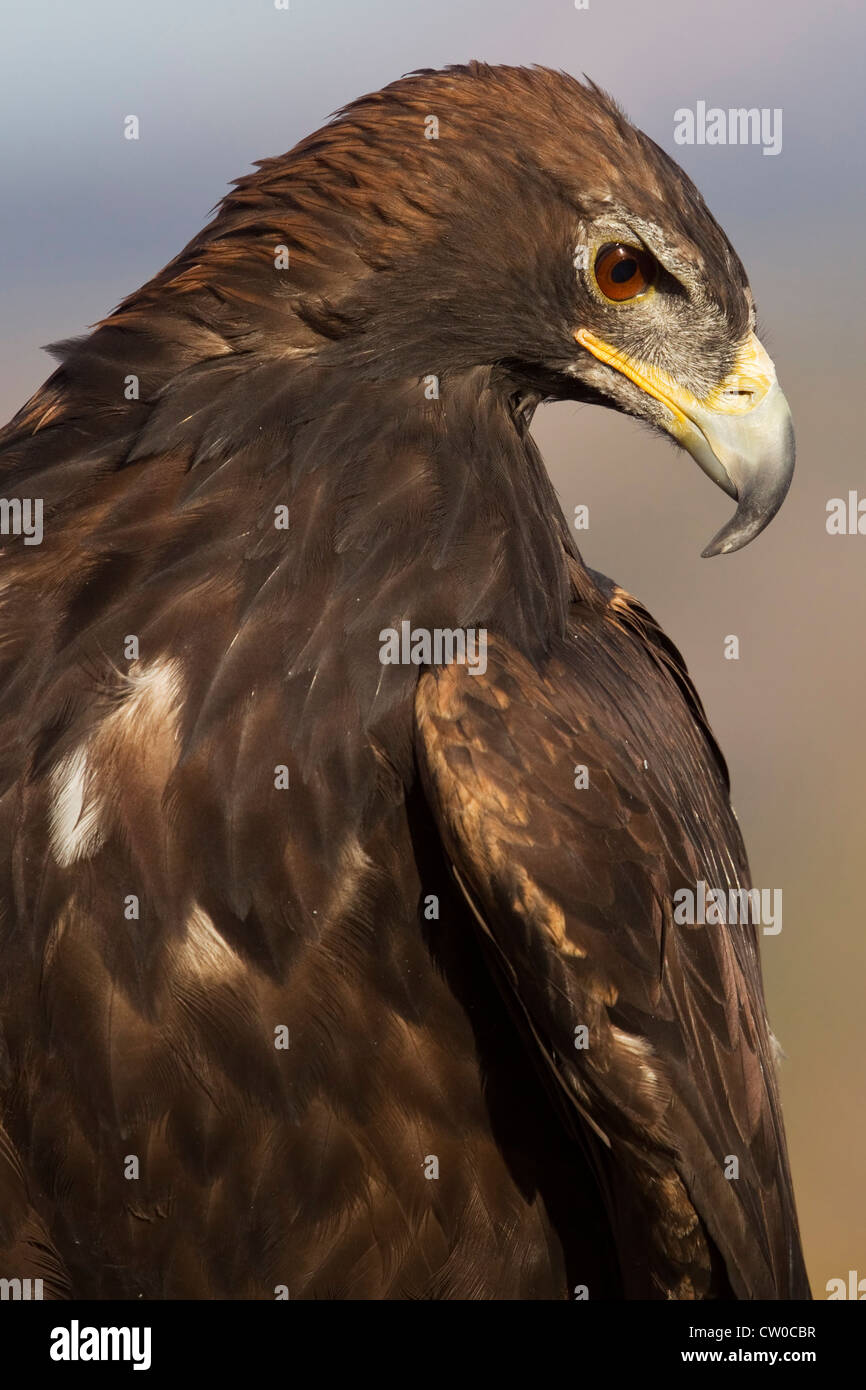 Yeux d'aigle Banque de photographies et d’images à haute résolution - Alamy