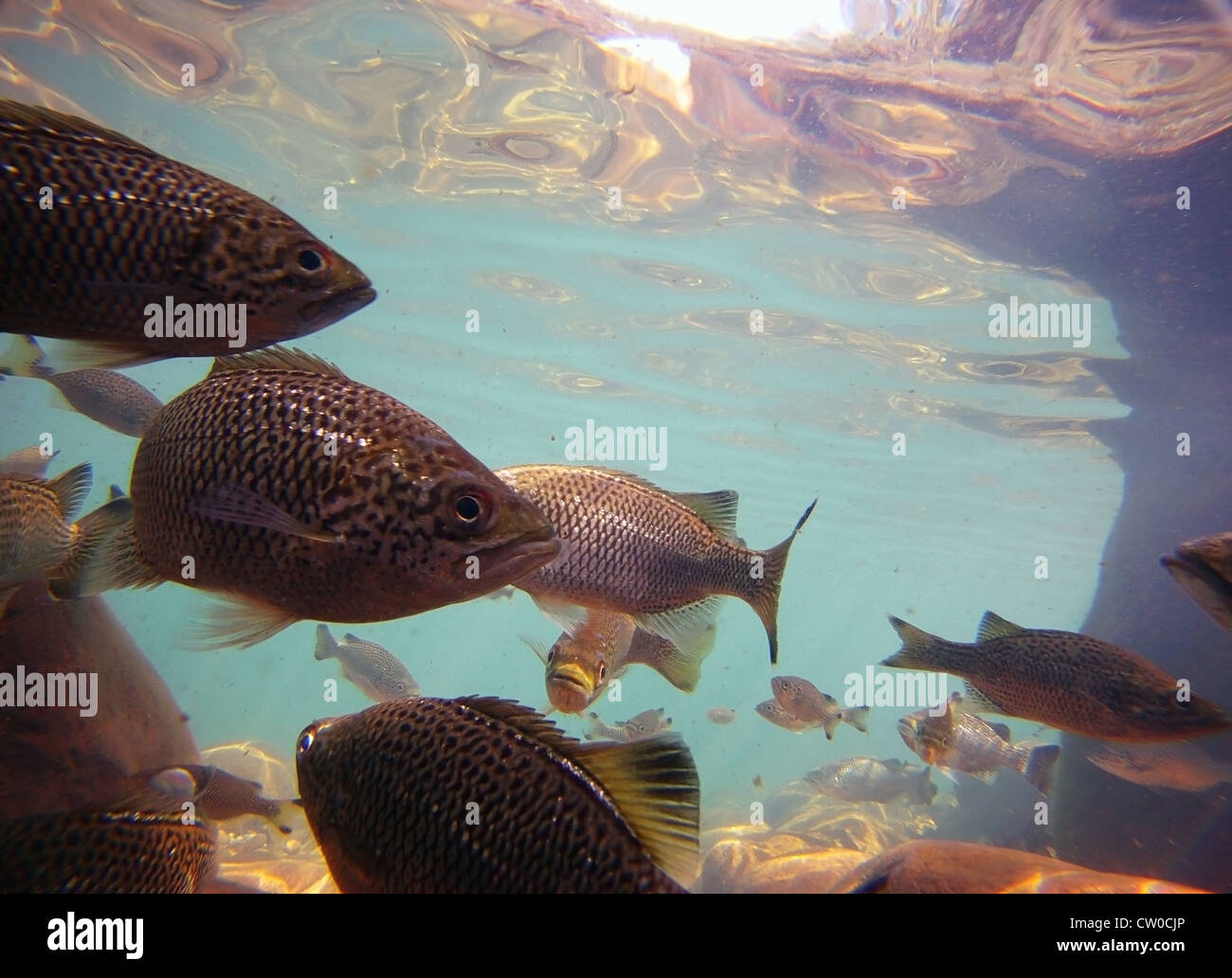 La perche de Jungle (Kuhlia rupestris) dans la forêt claire extérieure ...
