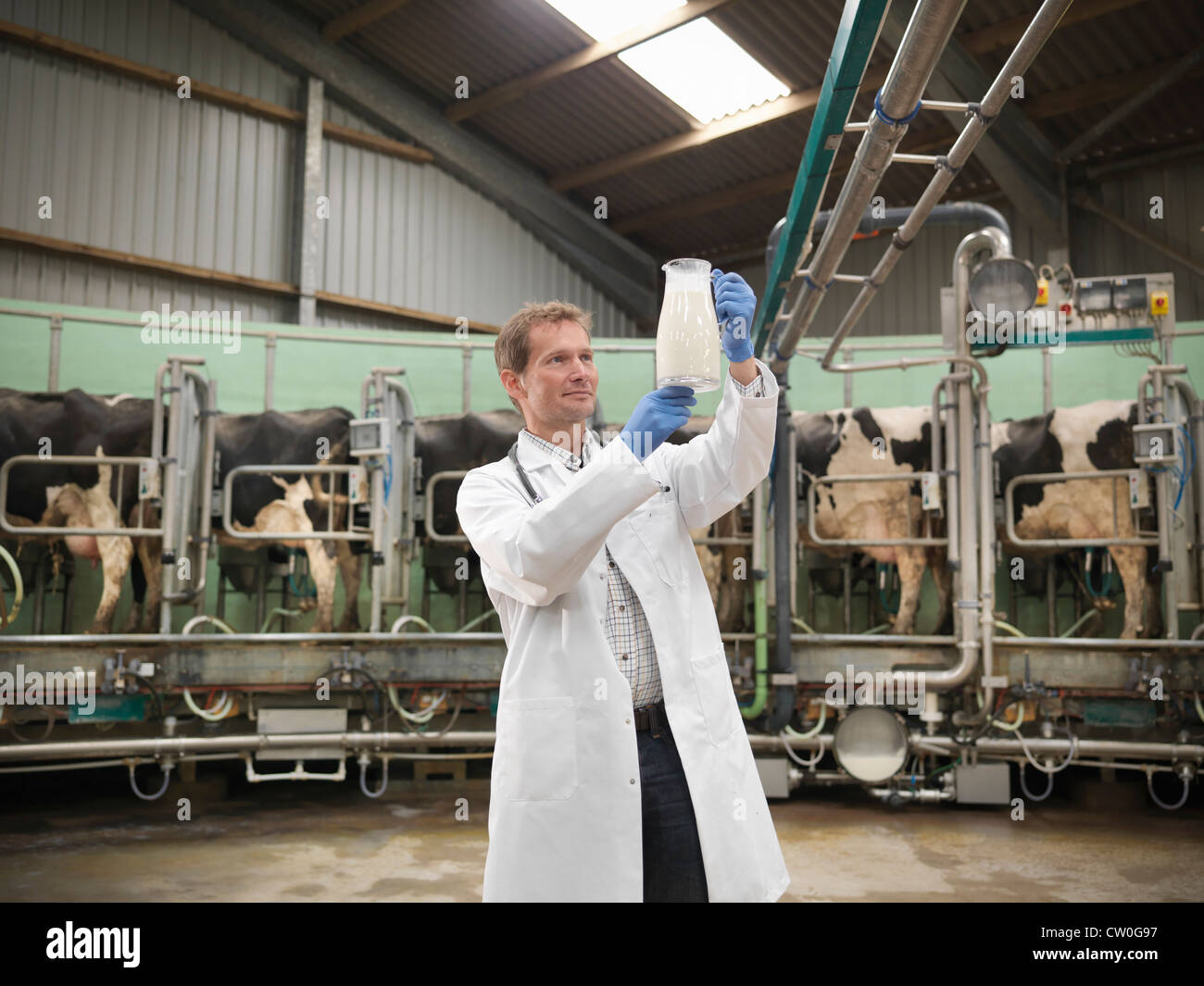 élevage laitier Banque de photographies et d’images à haute résolution ...