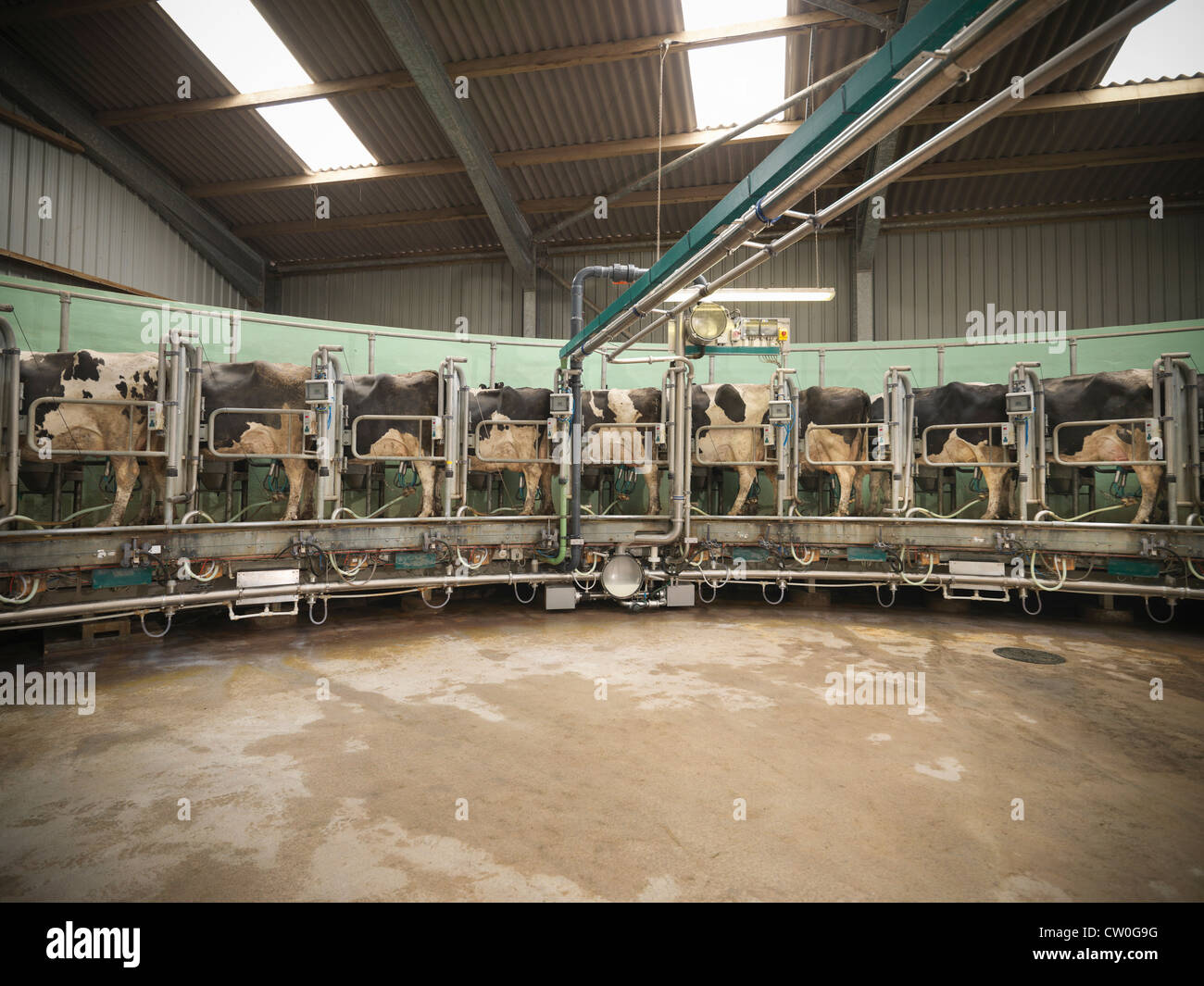 Milking the cow Banque de photographies et d’images à haute résolution ...