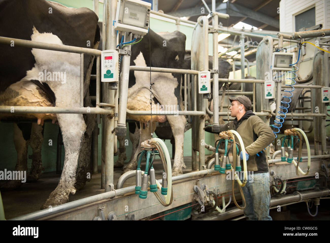 Dairy milking Banque de photographies et d’images à haute résolution ...
